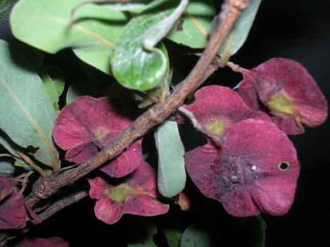 Espèces cibles - ONG VIHY