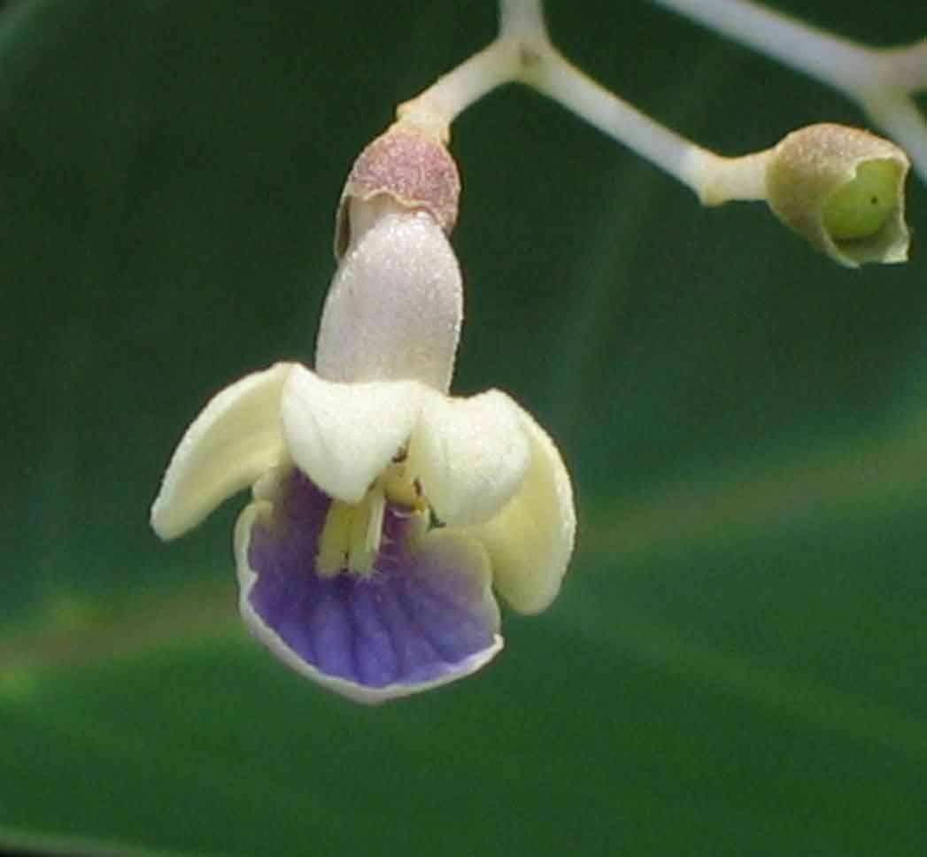 Espèces cibles - ONG VIHY